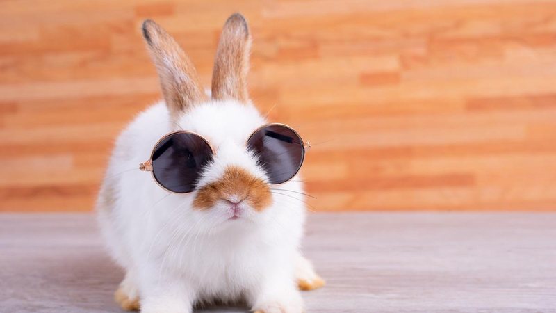 20 memes de Páscoa para compartilhar no WhatsApp