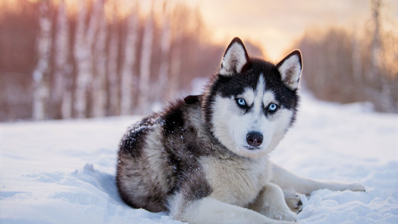 Racas De Caes Que Parecem Lobos Cachorro Que Parece Lobo: Conheça 10